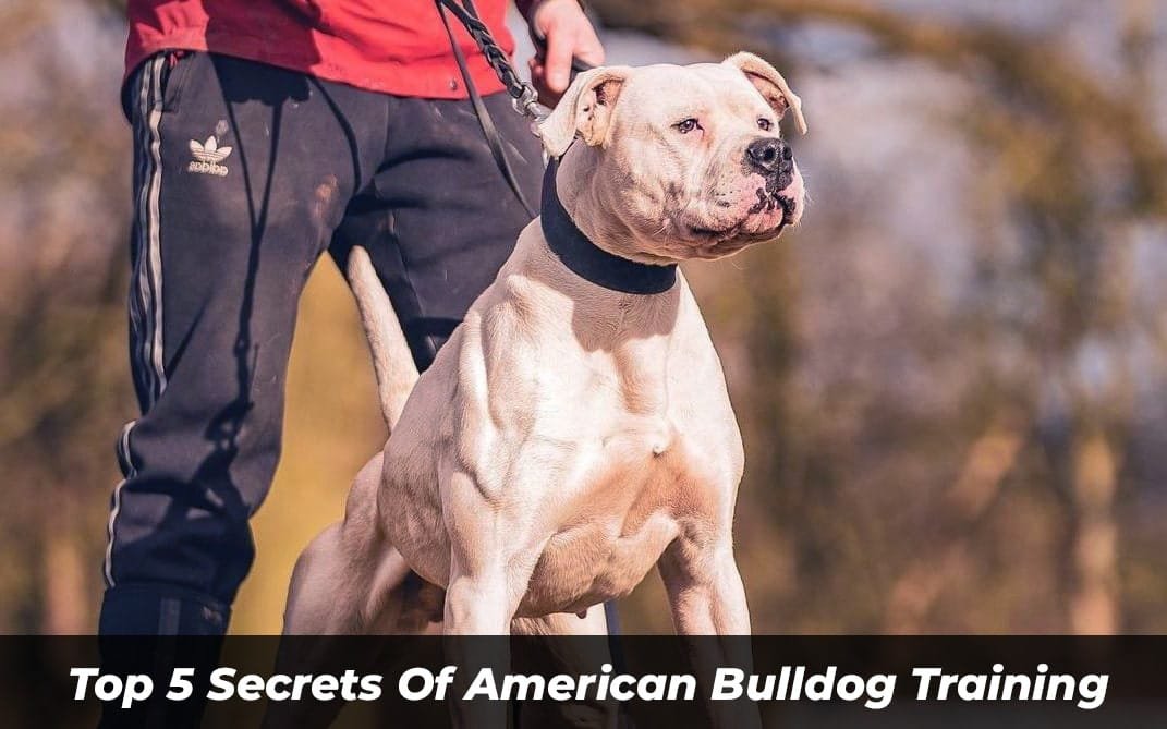 Top 5 Secrets Of American Bulldog Training (Must-See!)