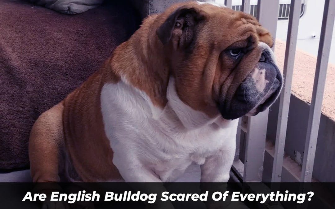 Do English Bulldogs Pant A Lot
