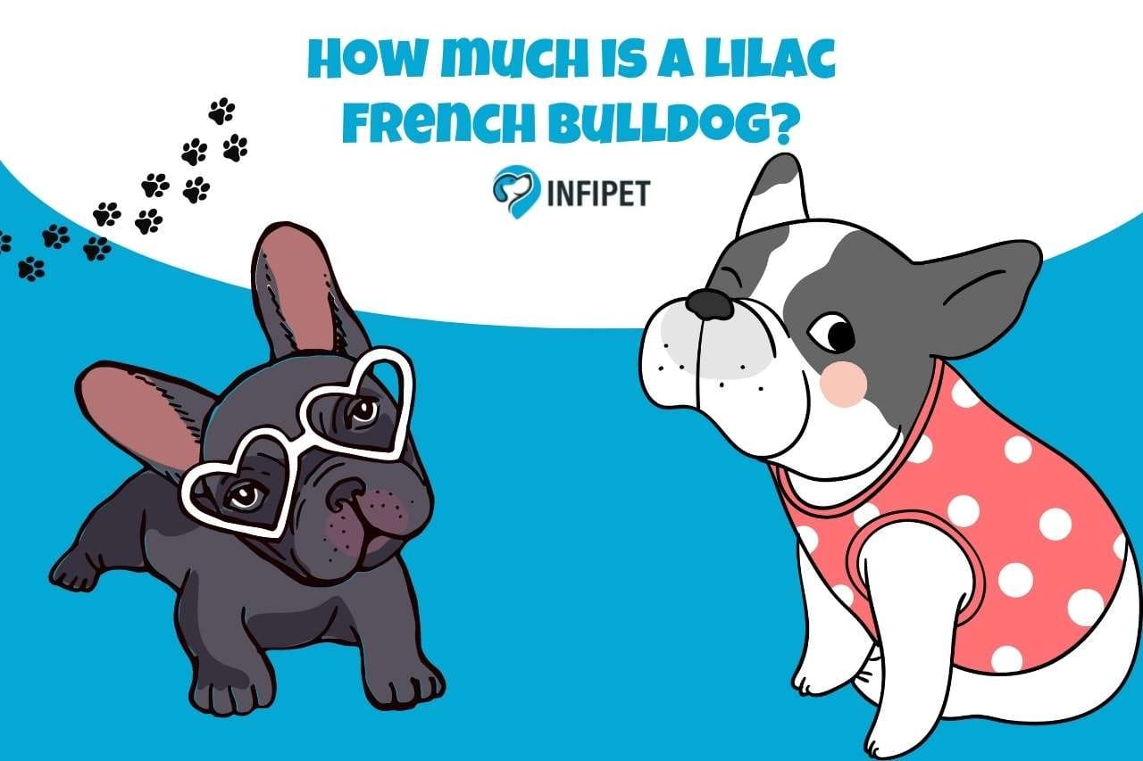 How Much Are Lilac French Bulldogs